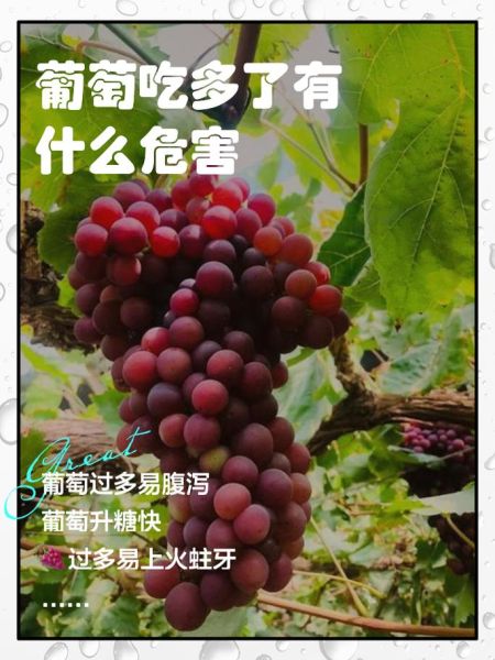 葡萄吃多了会怎么样_葡萄过量危害-第1张图片-山城妙识