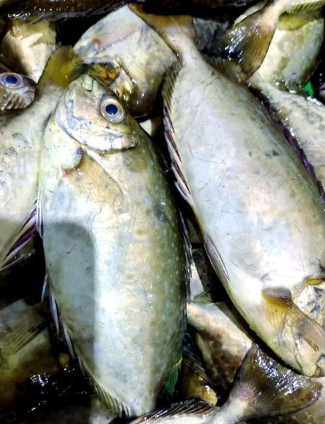 泥猛鱼是淡水鱼还是海鱼_泥猛鱼能淡水养吗-第1张图片-山城妙识 泥猛鱼是淡水鱼还是海鱼_泥猛鱼能淡水养吗-第1张图片-山城妙识