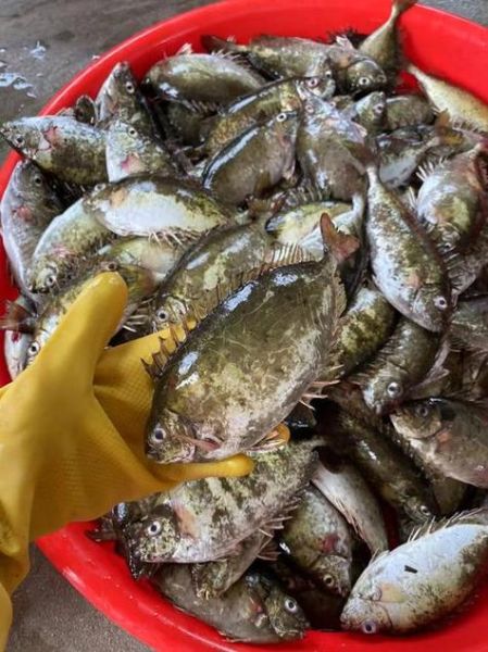 泥猛鱼是淡水鱼还是海鱼_泥猛鱼能淡水养吗-第2张图片-山城妙识 泥猛鱼是淡水鱼还是海鱼_泥猛鱼能淡水养吗-第2张图片-山城妙识