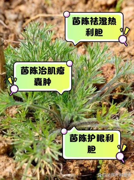 茵陈的功效与作用及禁忌_茵陈泡水喝的正确方法-第1张图片-山城妙识