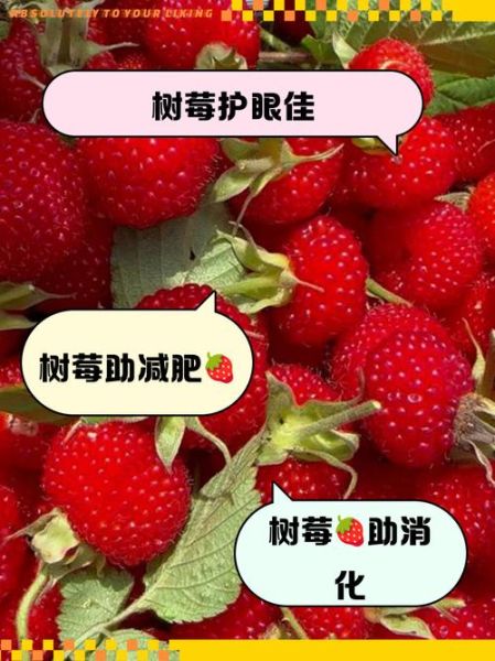 树梅的功效与作用_树梅怎么吃最好-第1张图片-山城妙识 树梅的功效与作用_树梅怎么吃最好-第1张图片-山城妙识