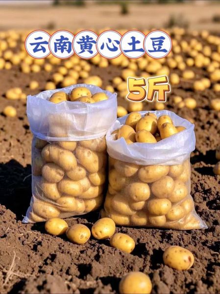 土豆价格最新行情2021_土豆为什么涨价-第1张图片-山城妙识