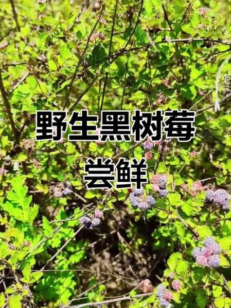 黑树莓的功效与作用_黑树莓怎么吃最好-第3张图片-山城妙识