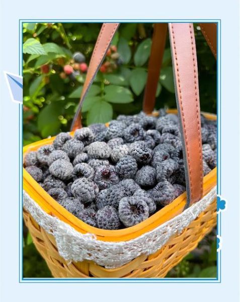 黑树莓的功效与作用_黑树莓怎么吃最好-第2张图片-山城妙识