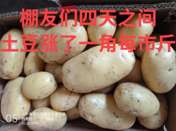 土豆价格最新行情2021_土豆为什么涨价-第2张图片-山城妙识