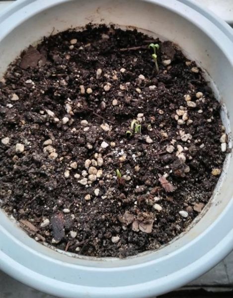 香菜怎么种出的快_香菜几天发芽-第1张图片-山城妙识