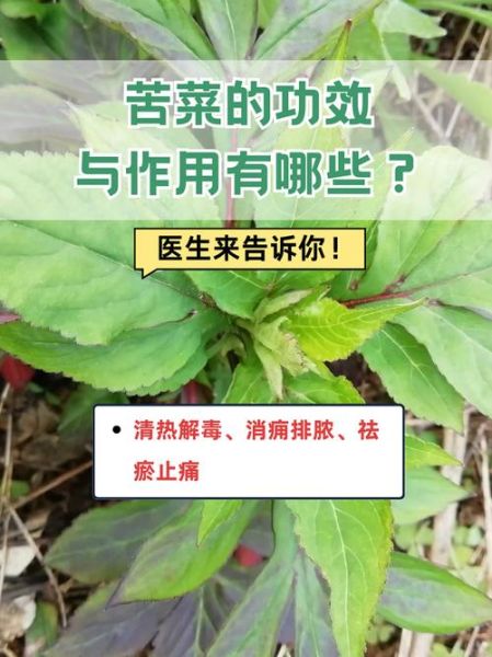 苦菜长什么样_如何准确识别苦菜-第3张图片-山城妙识