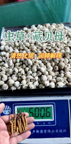 野生贝母全株图片长什么样_如何辨别真假野生贝母-第1张图片-山城妙识