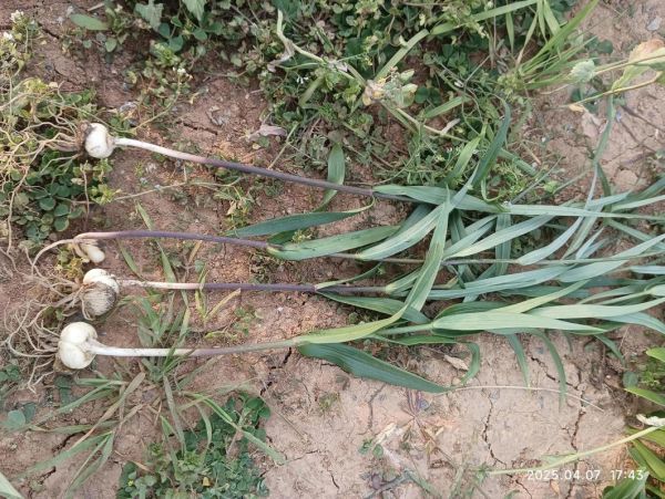 野生贝母全株图片长什么样_如何辨别真假野生贝母-第2张图片-山城妙识