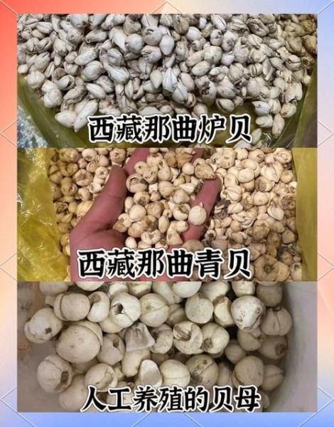 野生贝母全株图片长什么样_如何辨别真假野生贝母-第3张图片-山城妙识