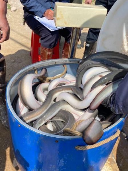 白鳝养殖需要什么条件_白鳝养殖水质要求-第2张图片-山城妙识