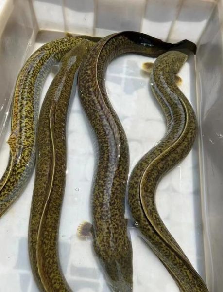 白鳝养殖需要什么条件_白鳝养殖水质要求-第3张图片-山城妙识