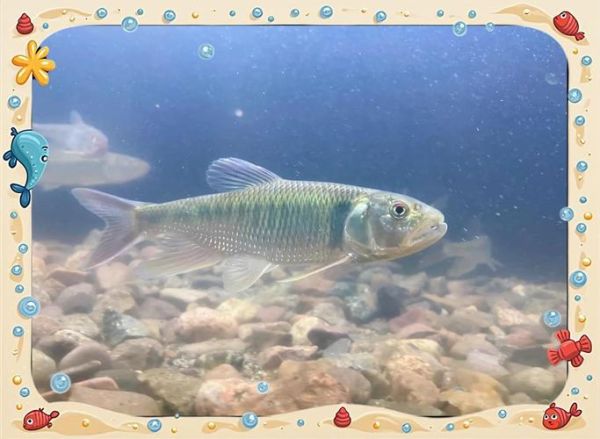 马口鱼和白条的区别_如何一眼分辨-第3张图片-山城妙识