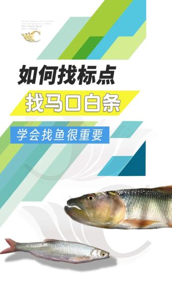 马口鱼和白条的区别_如何一眼分辨-第2张图片-山城妙识