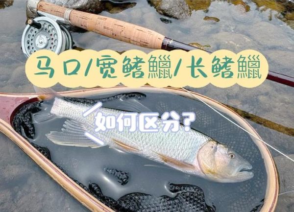 马口鱼和白条的区别_如何一眼分辨-第1张图片-山城妙识