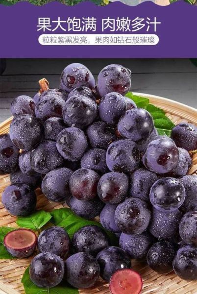 黑葡萄有哪些品种_黑葡萄品种大全-第1张图片-山城妙识