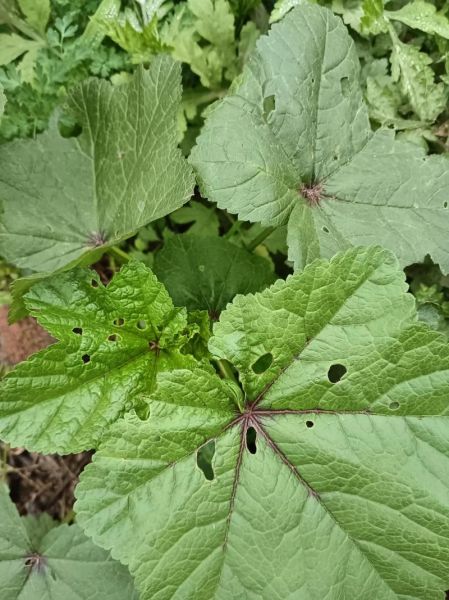 农村野菜大全配图片和名字_农村野菜有哪些-第2张图片-山城妙识 农村野菜大全配图片和名字_农村野菜有哪些-第2张图片-山城妙识