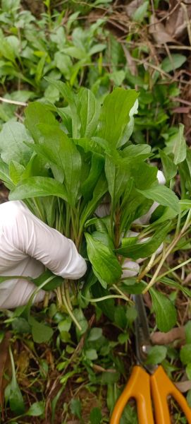 农村野菜大全配图片和名字_农村野菜有哪些-第1张图片-山城妙识 农村野菜大全配图片和名字_农村野菜有哪些-第1张图片-山城妙识