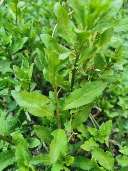 农村野菜大全配图片和名字_农村野菜有哪些-第3张图片-山城妙识 农村野菜大全配图片和名字_农村野菜有哪些-第3张图片-山城妙识