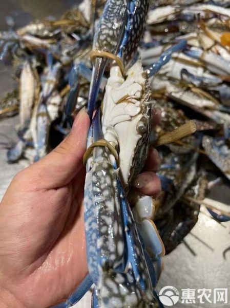 蓝花蟹多少钱一斤_蓝花蟹价格行情-第1张图片-山城妙识