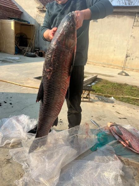 青鱼为什么不吃头_鱼头能不能吃-第3张图片-山城妙识