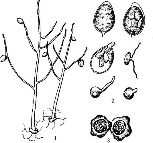 马铃薯晚疫病症状_如何识别与防治-第2张图片-山城妙识