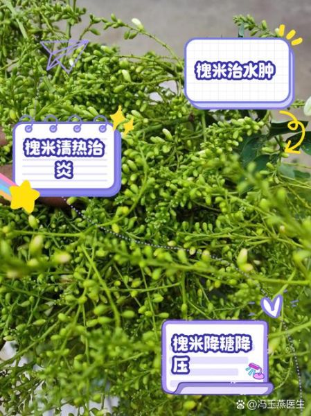 槐米能降血压吗_槐米泡水喝的功效-第3张图片-山城妙识