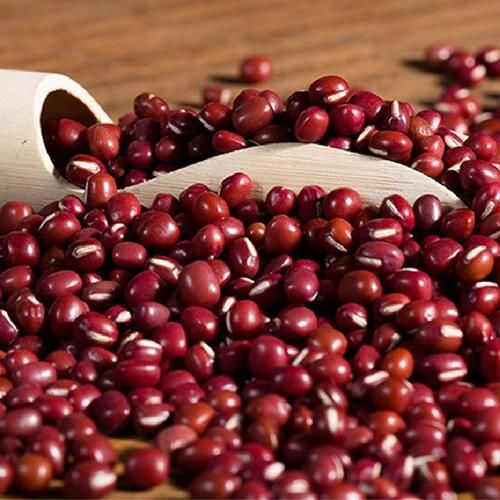 红豆图片大全_如何挑选高清红豆图-第3张图片-山城妙识