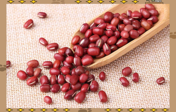 红豆图片大全_如何挑选高清红豆图-第2张图片-山城妙识