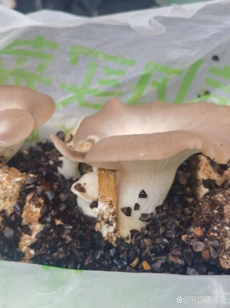 姬菇种植方法_姬菇种植条件-第2张图片-山城妙识