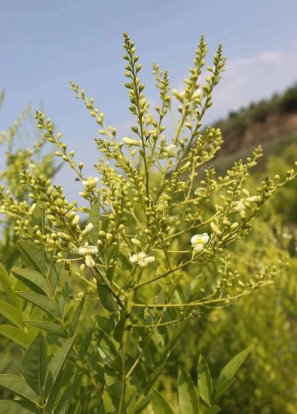 生槐米和熟槐米的区别_哪个功效更好-第2张图片-山城妙识