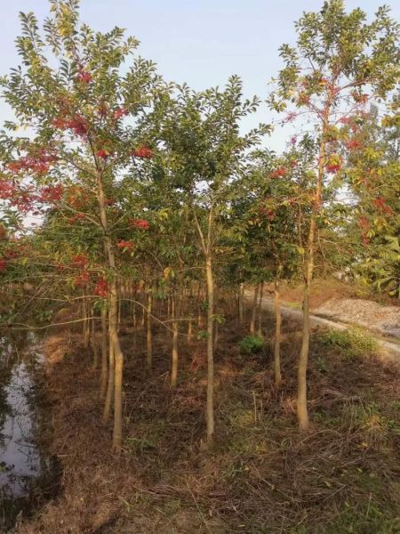 红果冬青树价格多少钱一棵_红果冬青树价格表2024-第1张图片-山城妙识
