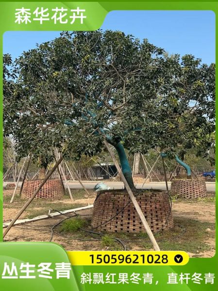 红果冬青树价格多少钱一棵_红果冬青树价格表2024-第2张图片-山城妙识