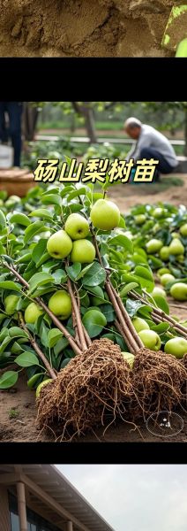 梨树苗怎么选_梨树苗价格多少钱一棵-第3张图片-山城妙识