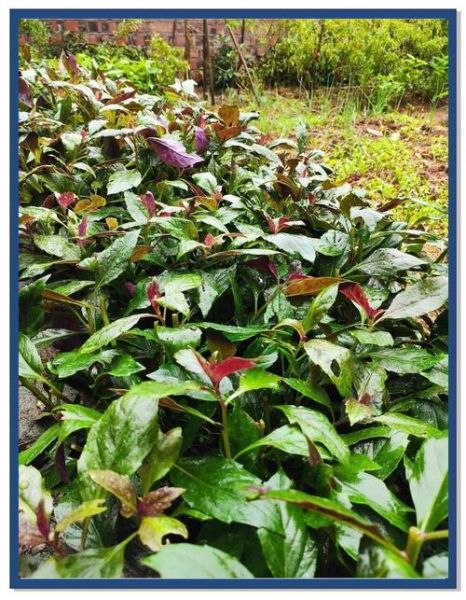 红凤菜是苋菜吗_红凤菜与苋菜的区别-第2张图片-山城妙识