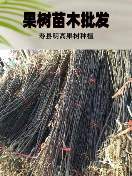 梨树苗怎么选_梨树苗价格多少钱一棵-第1张图片-山城妙识