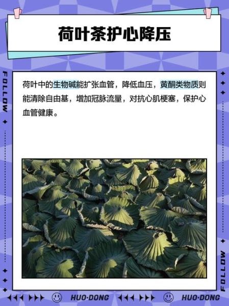喝荷叶茶会增加湿气吗_湿气重能不能喝荷叶茶-第3张图片-山城妙识 喝荷叶茶会增加湿气吗_湿气重能不能喝荷叶茶-第3张图片-山城妙识
