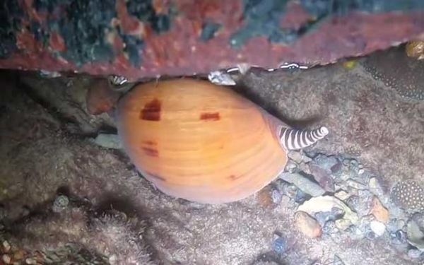 油螺多少钱一斤_油螺价格受哪些因素影响-第1张图片-山城妙识 油螺多少钱一斤_油螺价格受哪些因素影响-第1张图片-山城妙识