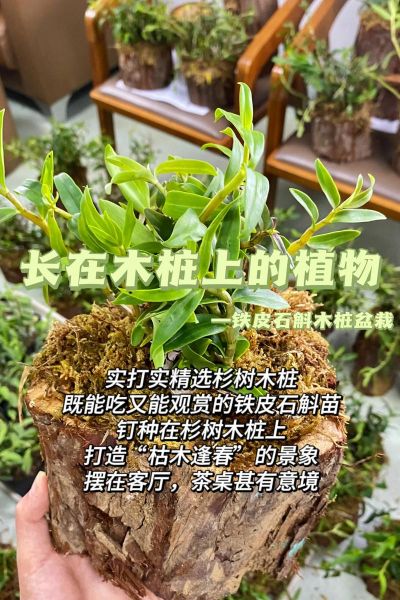 铁皮石斛怎么种_铁皮石斛种植方法-第2张图片-山城妙识 铁皮石斛怎么种_铁皮石斛种植方法-第2张图片-山城妙识