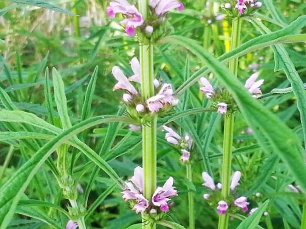 益母草图片大全_益母草长什么样-第3张图片-山城妙识 益母草图片大全_益母草长什么样-第3张图片-山城妙识