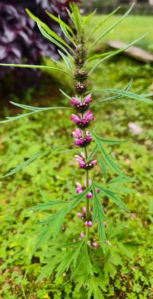 益母草图片大全_益母草长什么样-第2张图片-山城妙识 益母草图片大全_益母草长什么样-第2张图片-山城妙识