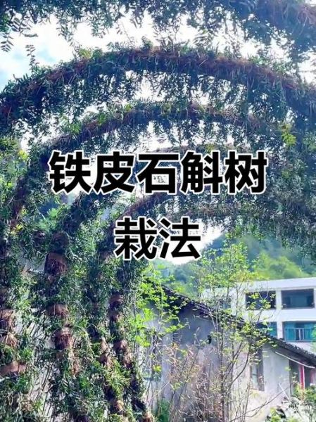 铁皮石斛怎么种_铁皮石斛种植方法-第3张图片-山城妙识 铁皮石斛怎么种_铁皮石斛种植方法-第3张图片-山城妙识