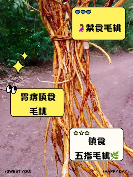 五指毛桃的功效与作用及禁忌是什么_五指毛桃哪些人不能吃-第3张图片-山城妙识