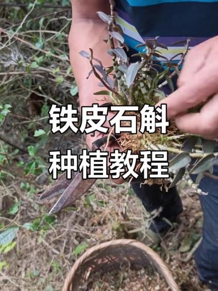 铁皮石斛怎么种_铁皮石斛种植方法-第1张图片-山城妙识 铁皮石斛怎么种_铁皮石斛种植方法-第1张图片-山城妙识
