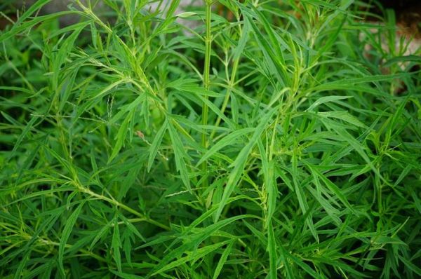 益母草图片大全_益母草长什么样-第1张图片-山城妙识 益母草图片大全_益母草长什么样-第1张图片-山城妙识