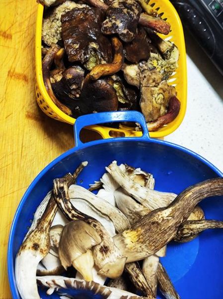 青椒炒鸡枞怎么做_鸡枞菌怎么炒才好吃-第2张图片-山城妙识 青椒炒鸡枞怎么做_鸡枞菌怎么炒才好吃-第2张图片-山城妙识