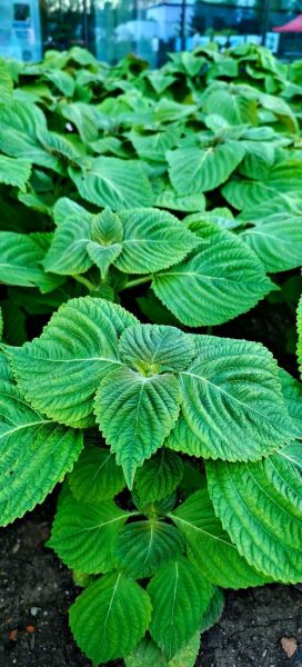 紫苏长什么样_紫苏叶子图片特征-第1张图片-山城妙识