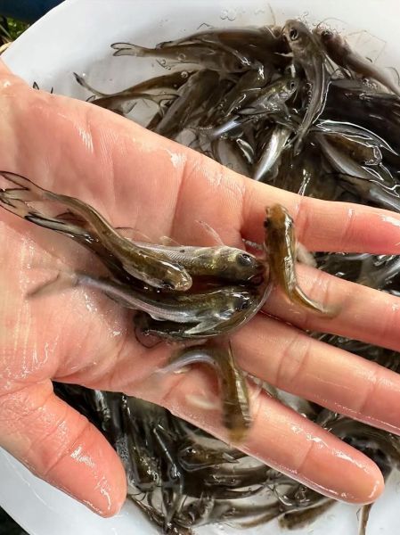 斑点叉尾鮰怎么养_斑点叉尾鮰吃什么-第1张图片-山城妙识 斑点叉尾鮰怎么养_斑点叉尾鮰吃什么-第1张图片-山城妙识