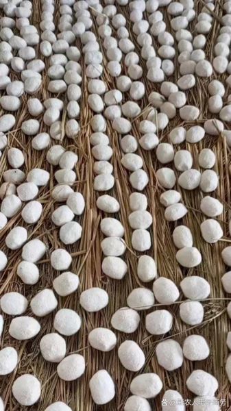 酒曲长什么样子_酒曲图片真实外观-第3张图片-山城妙识 酒曲长什么样子_酒曲图片真实外观-第3张图片-山城妙识