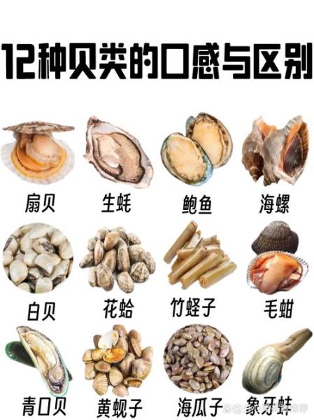 贝类海鲜品种有哪些_如何挑选新鲜贝类-第3张图片-山城妙识